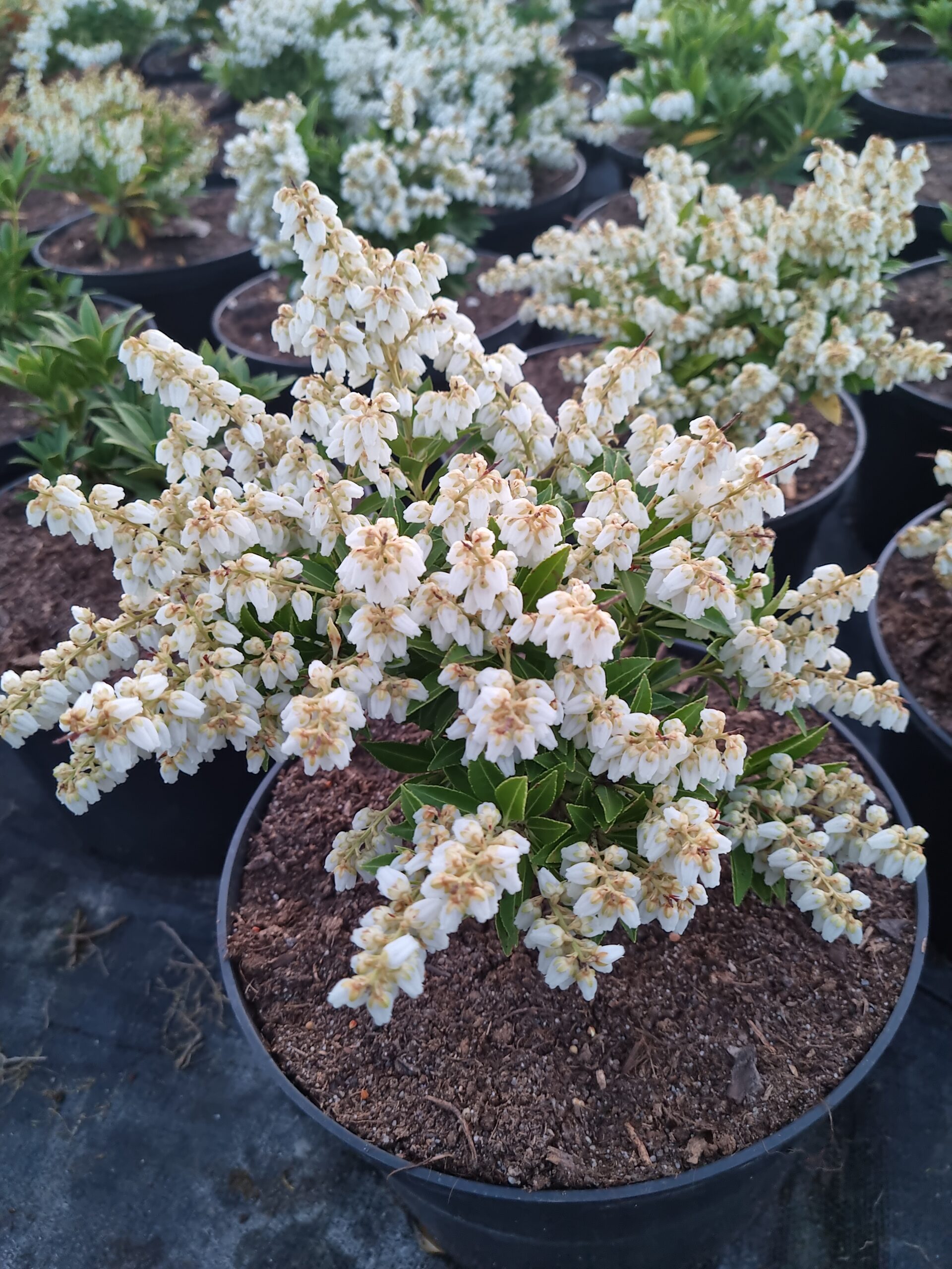 Pieris ‘Prelude’ – niski krzew o obfitym, białym kwitnieniu