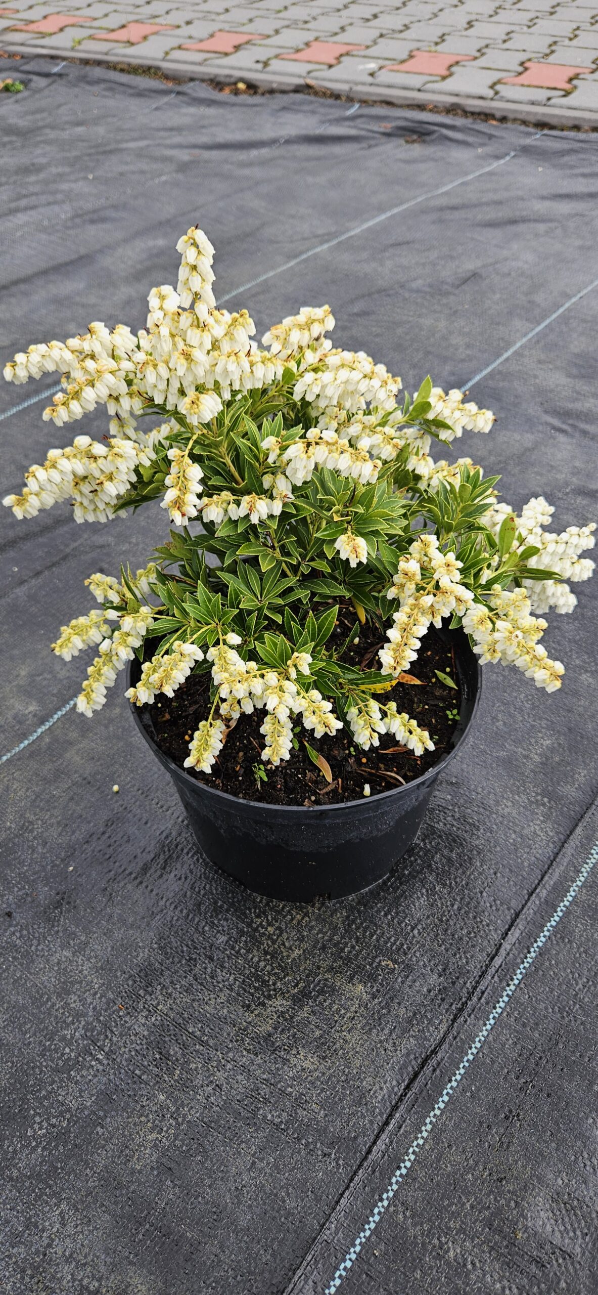 Pieris ‘Prelude’ – niski krzew o obfitym, białym kwitnieniu