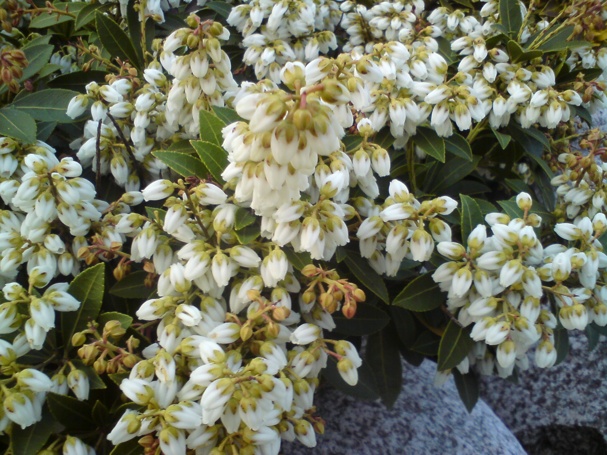 Pieris ‘Prelude’ – niski krzew o obfitym, białym kwitnieniu